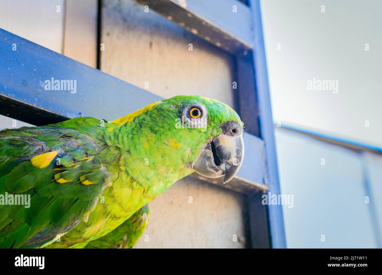 Parrot eye hi-res stock photography and images - Alamy