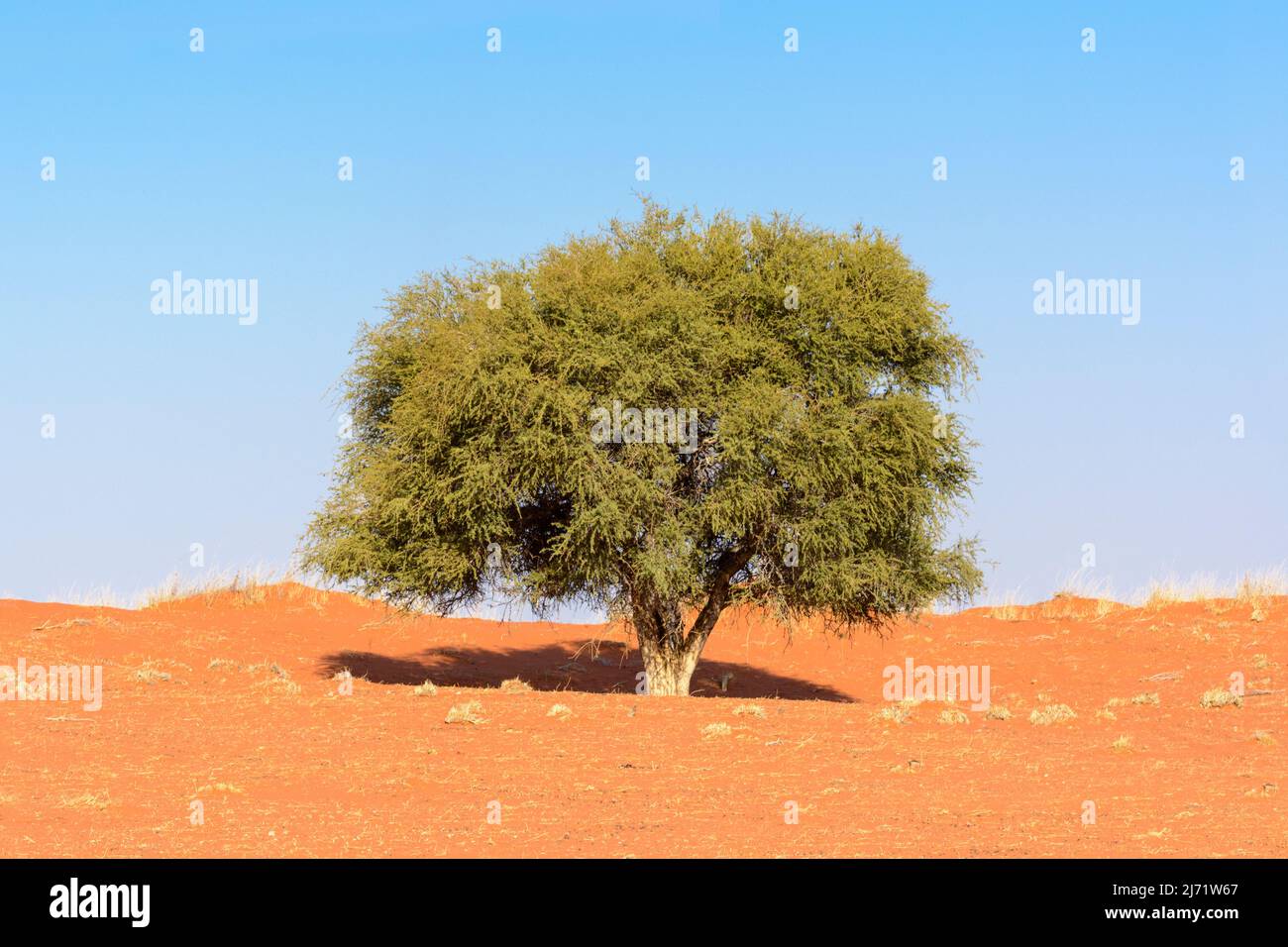 Kalahari Desert Africa