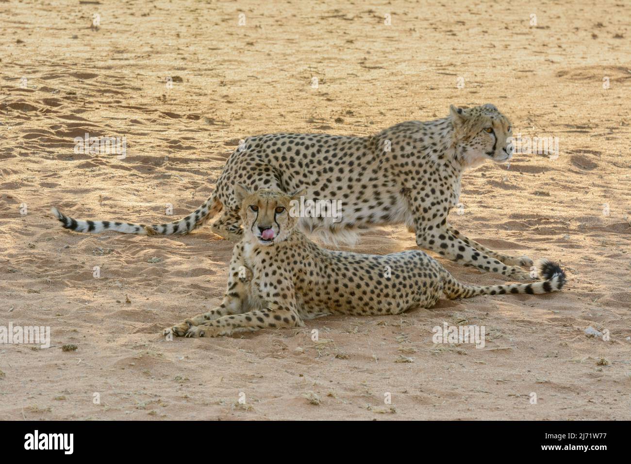 Cheetah (Acinonyx jubatus) in the sand dune savannah of the Kalahari ...