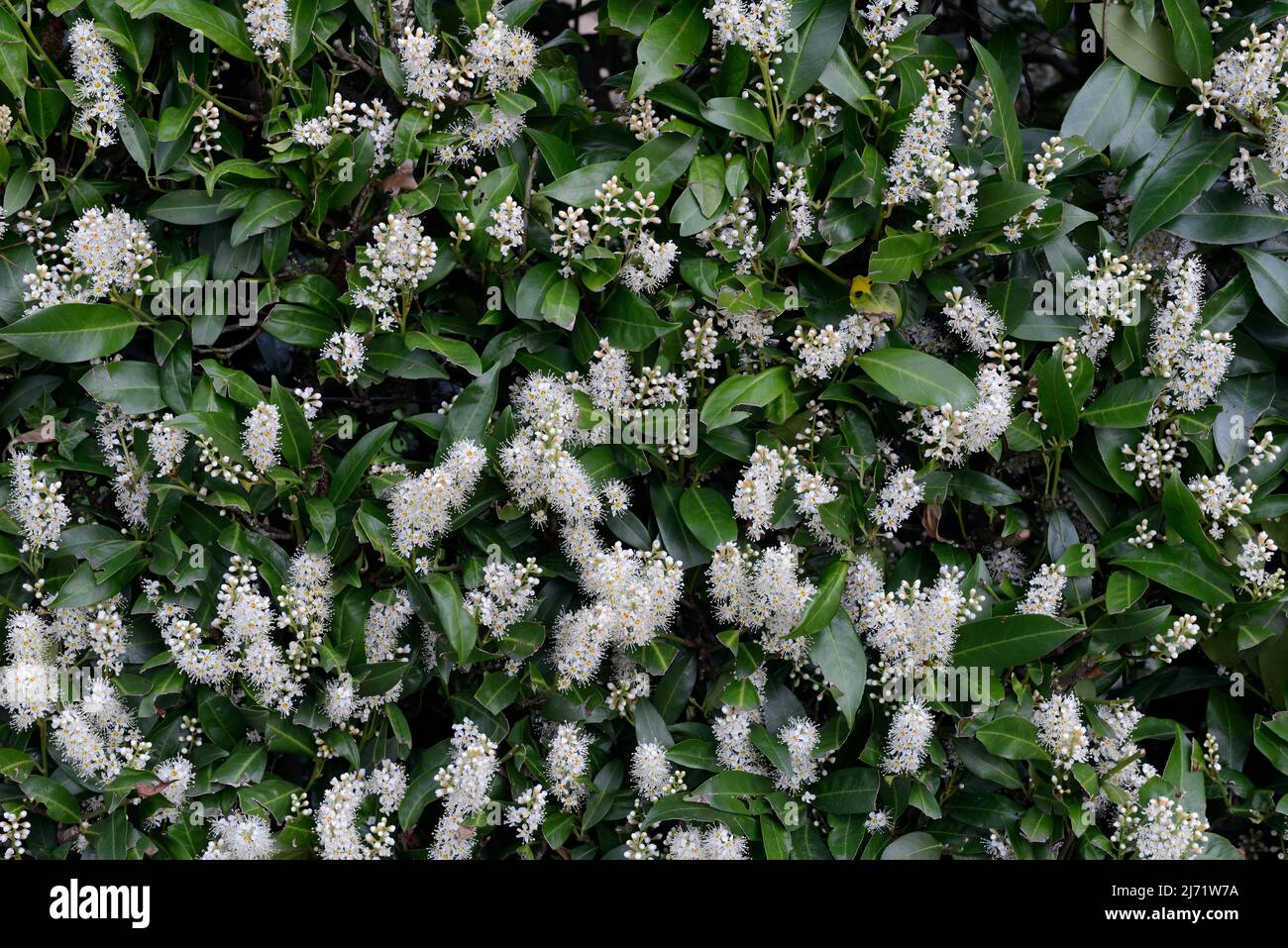 Bluehende Kirschlorbeer-Hecke, Lorbeerkirsche Stock Photo - Alamy