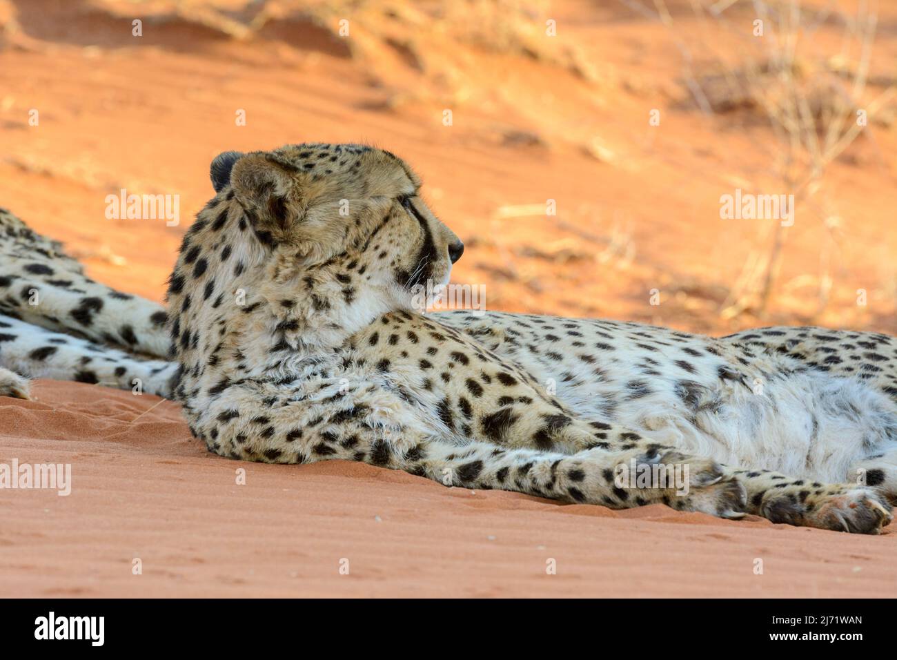 Cheetah (Acinonyx jubatus) in the sand dune savannah of the Kalahari ...