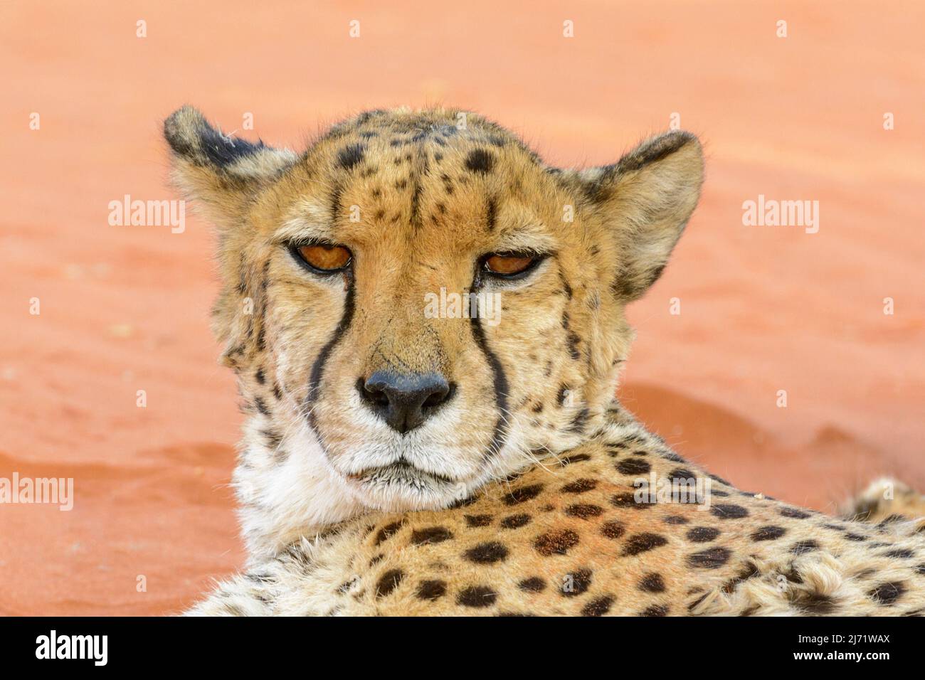 Cheetah (Acinonyx jubatus) in the sand dune savannah of the Kalahari ...