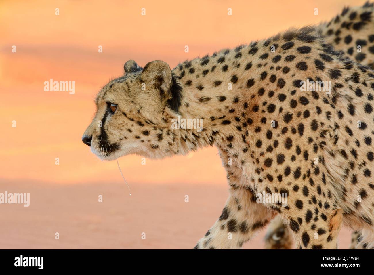 Cheetah (Acinonyx jubatus) in the sand dune savannah of the Kalahari ...