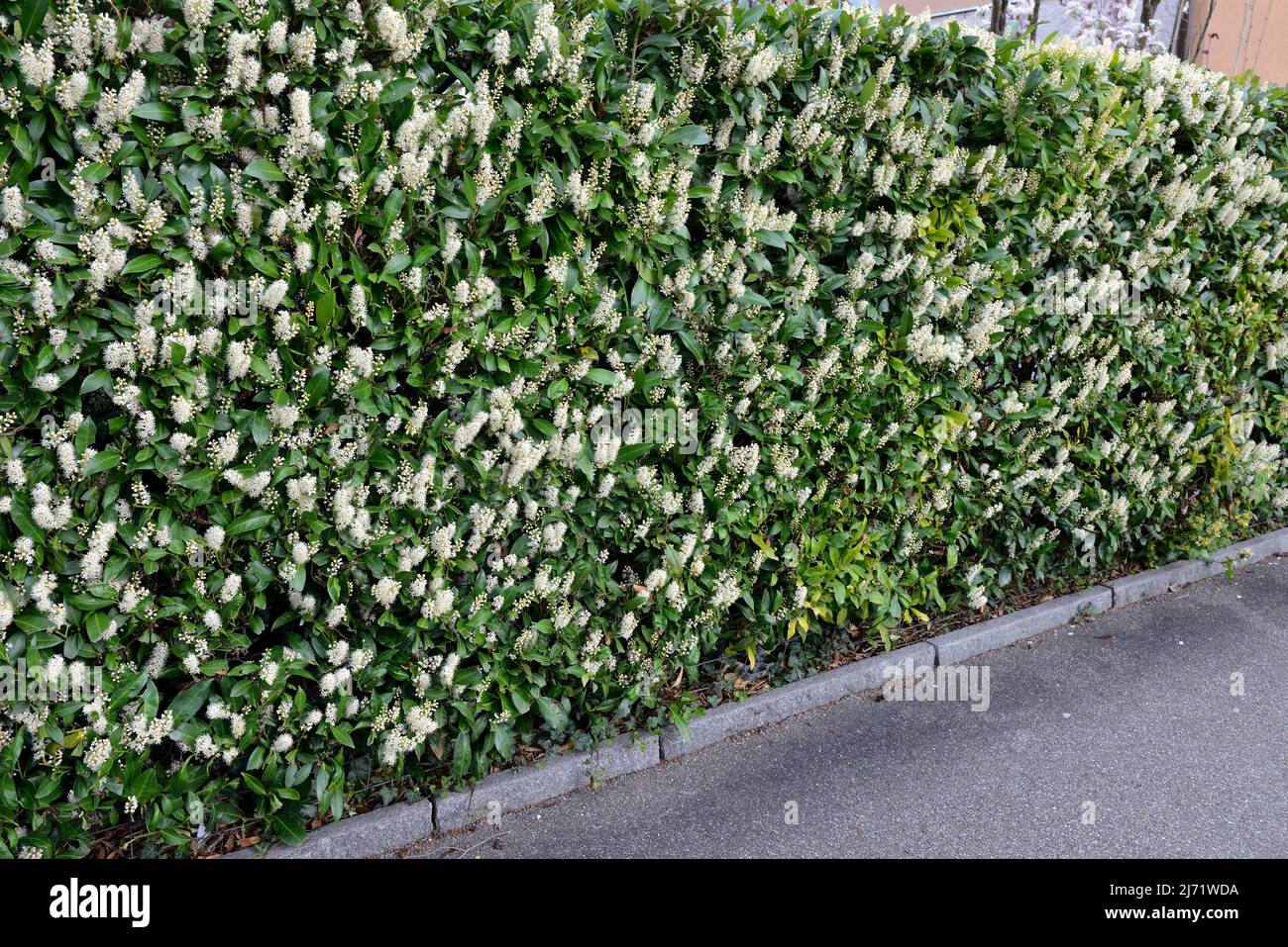 Bluehende Kirschlorbeer-Hecke, Lorbeerkirsche Stock Photo - Alamy