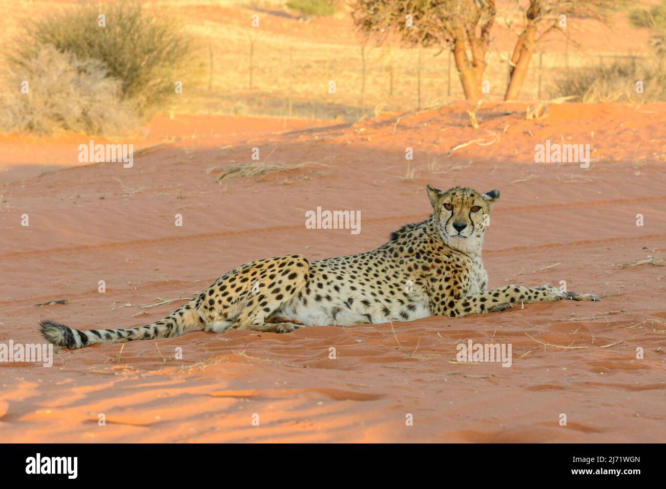 Cheetah (Acinonyx jubatus) in the sand dune savannah of the Kalahari ...