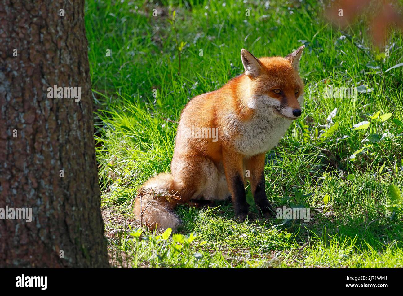 Rotfuchs (Vulpes vulpes), Schleswig-Holstein, Deutschland Stock Photo ...