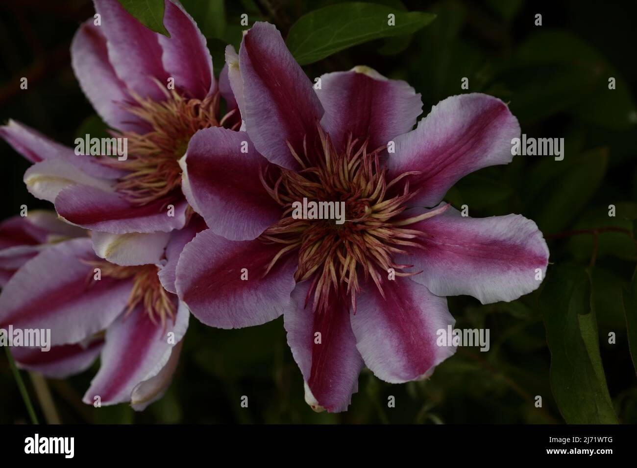 Purple flower blossom close up Clematis viticella family ranunculaceae ...