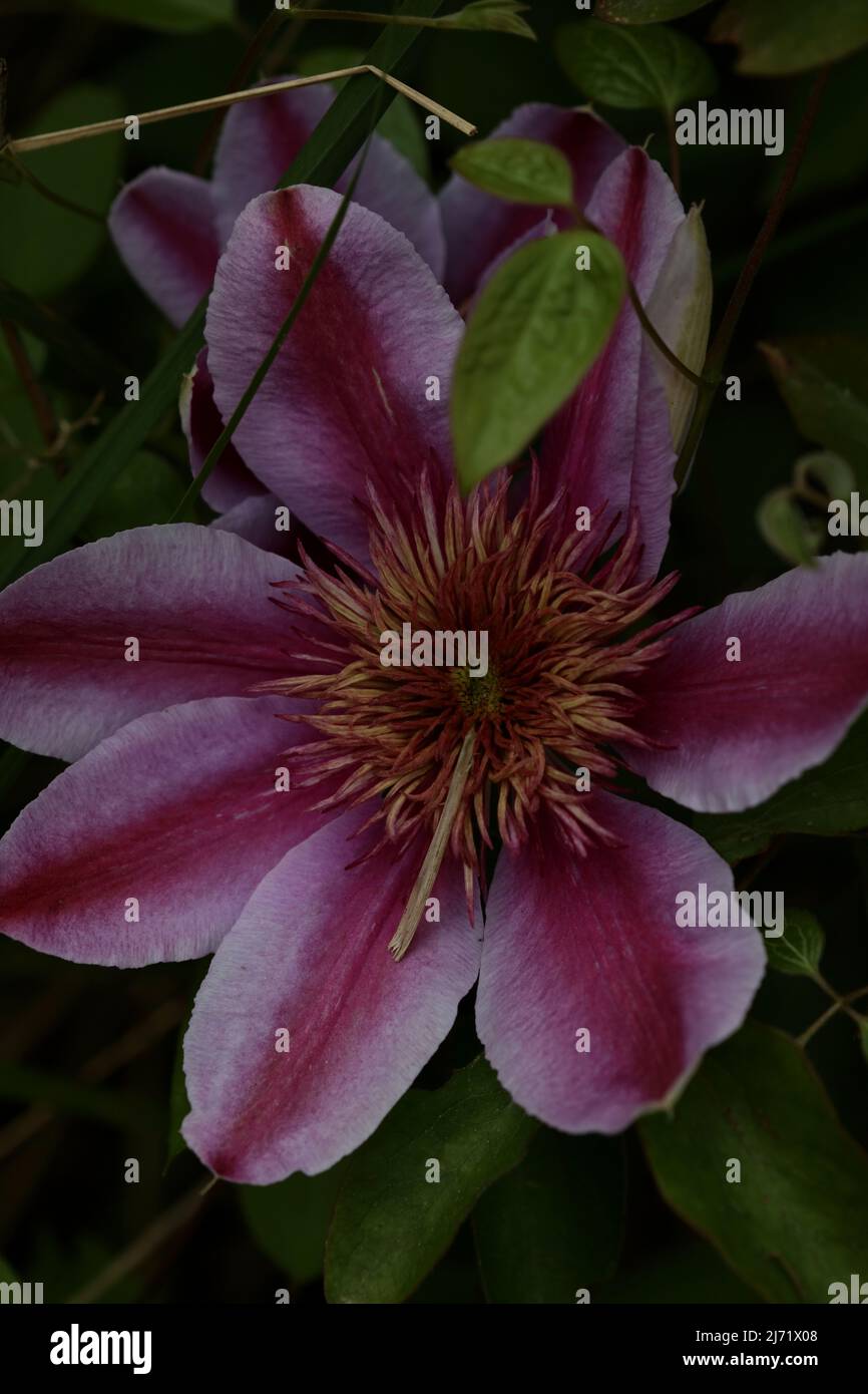 Purple flower blossom close up Clematis viticella family ranunculaceae ...