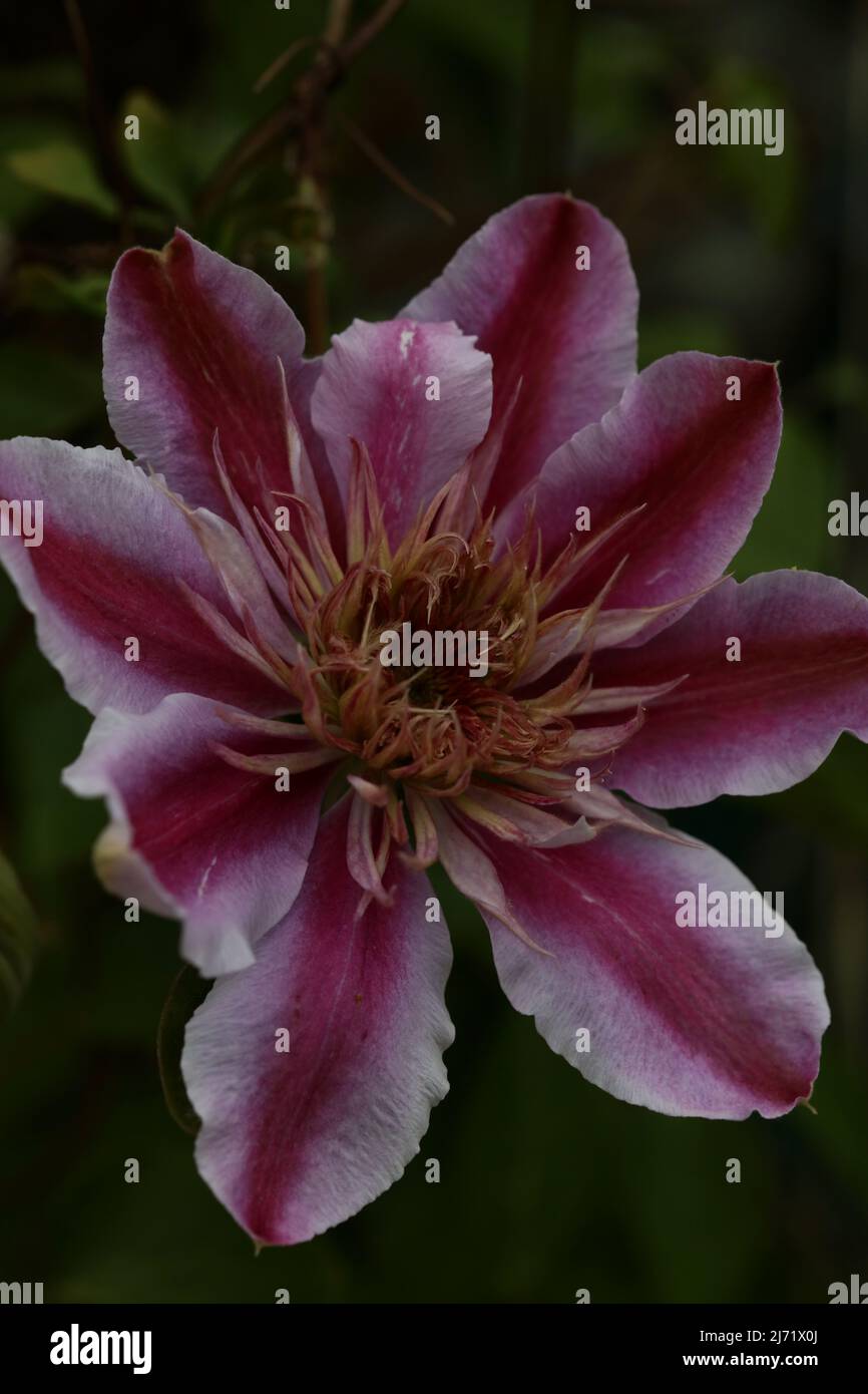 Purple flower blossom close up Clematis viticella family ranunculaceae ...