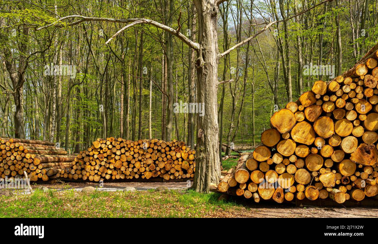 Holzstapel am Wegrand im Wald, Insel Ruegen, Ruegen, Mecklenburg ...