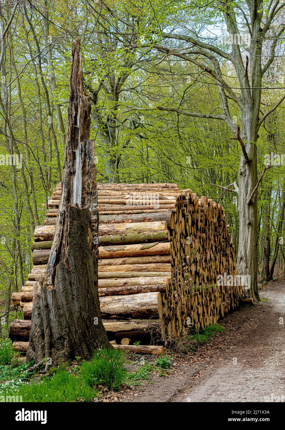 Holzstapel am Wegrand im Wald, Insel Ruegen, Ruegen, Mecklenburg ...