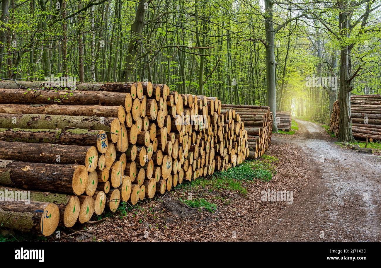 Holzstapel am Wegrand im Wald, Insel Ruegen, Ruegen, Mecklenburg ...