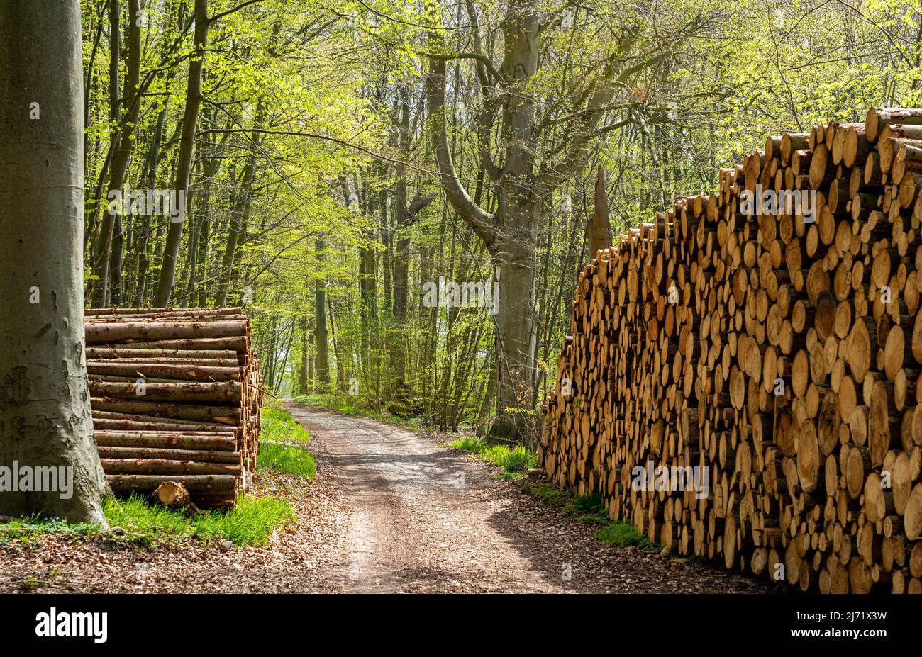 Holzstapel am Wegrand im Wald, Insel Ruegen, Ruegen, Mecklenburg ...