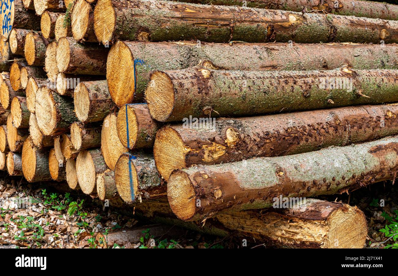 Holzstapel am Wegrand im Wald, Insel Ruegen, Ruegen, Mecklenburg ...