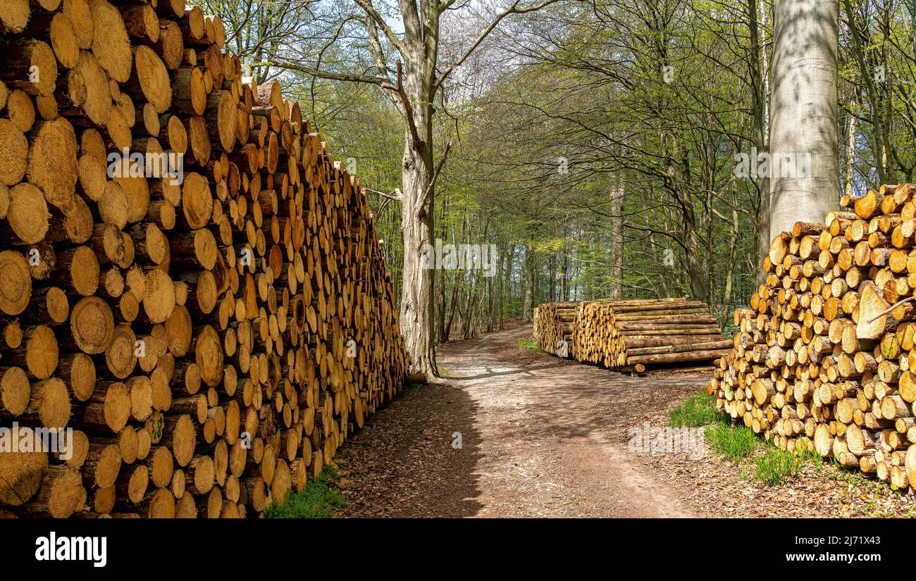 Holzstapel am Wegrand im Wald, Insel Ruegen, Ruegen, Mecklenburg ...