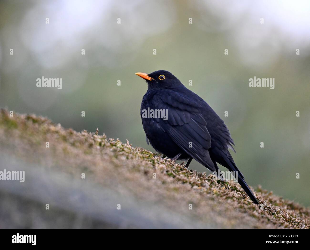 Amsel (Turdus merula), Maennchen, sitzt auf Begruenung, Stuttgart ...