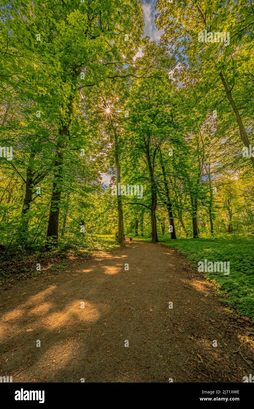 Mischwald im Fruehling bei Sonnenschein und gruenen Blaettern, Hannover ...