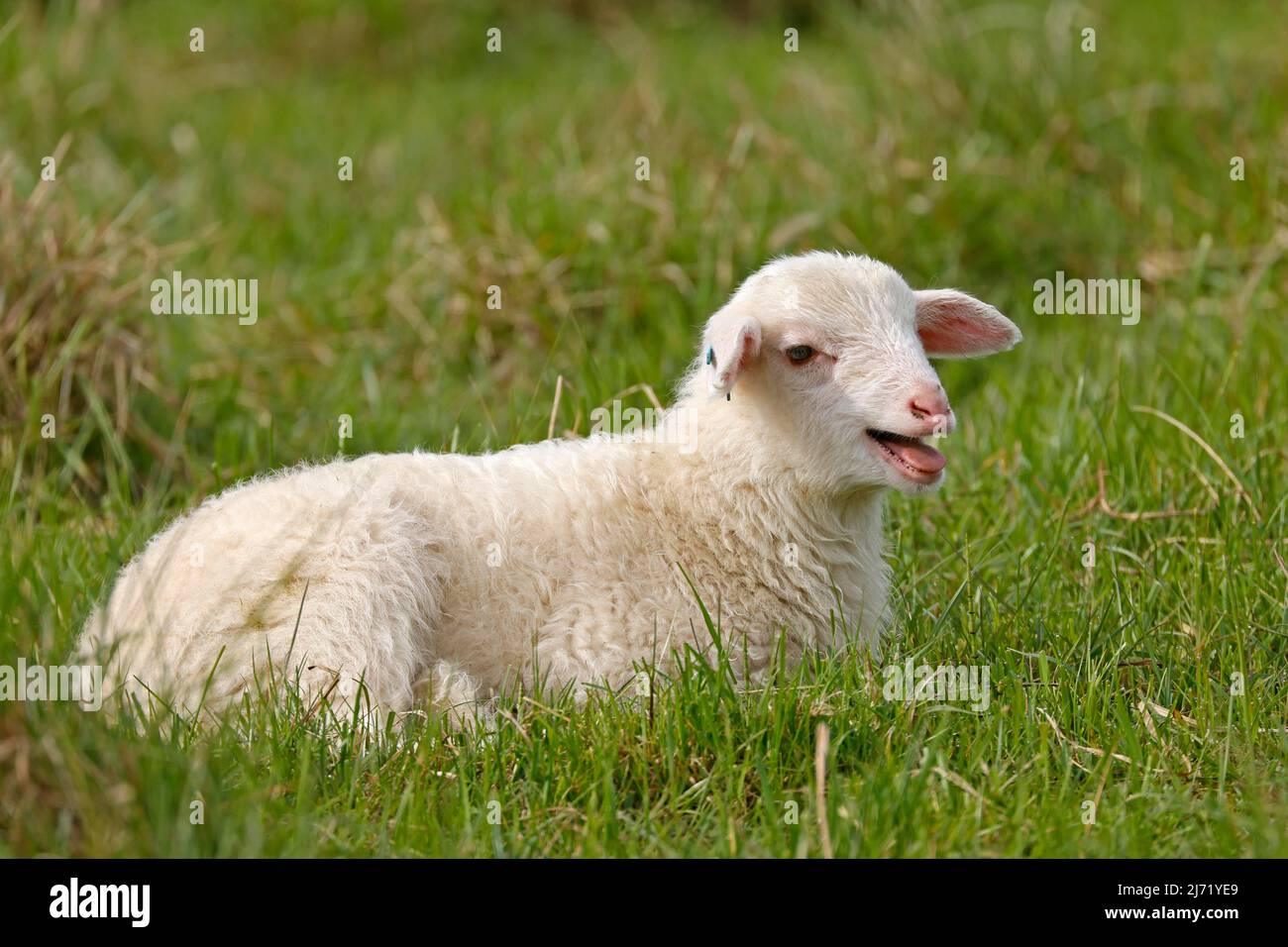 Waldschaf (Landschafrasse) (domestic sheep breed) lamb bleating on a ...