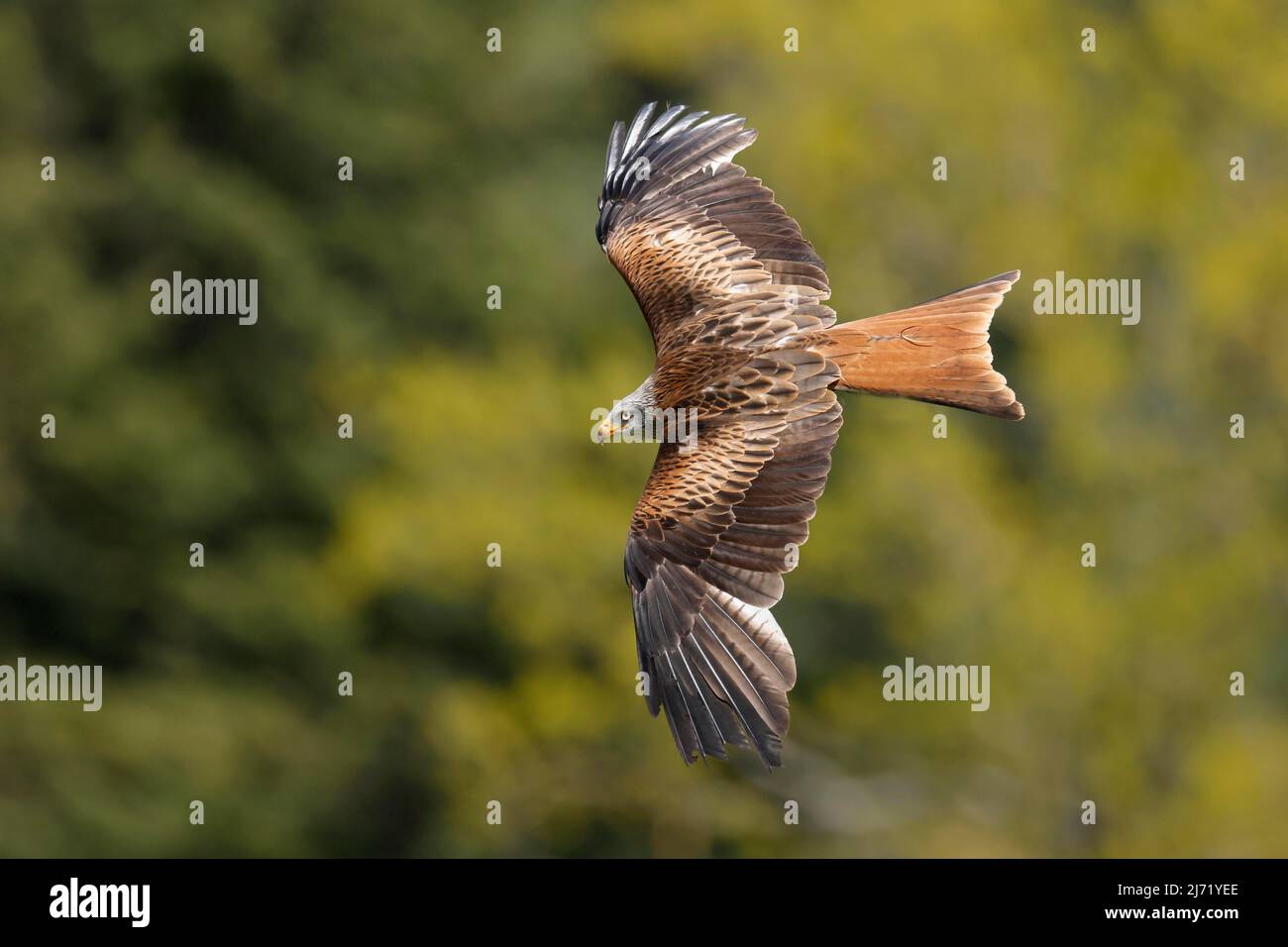 Rotmilan (Milvus milvus) im Flug, wildlife, Deutschland Stock Photo - Alamy
