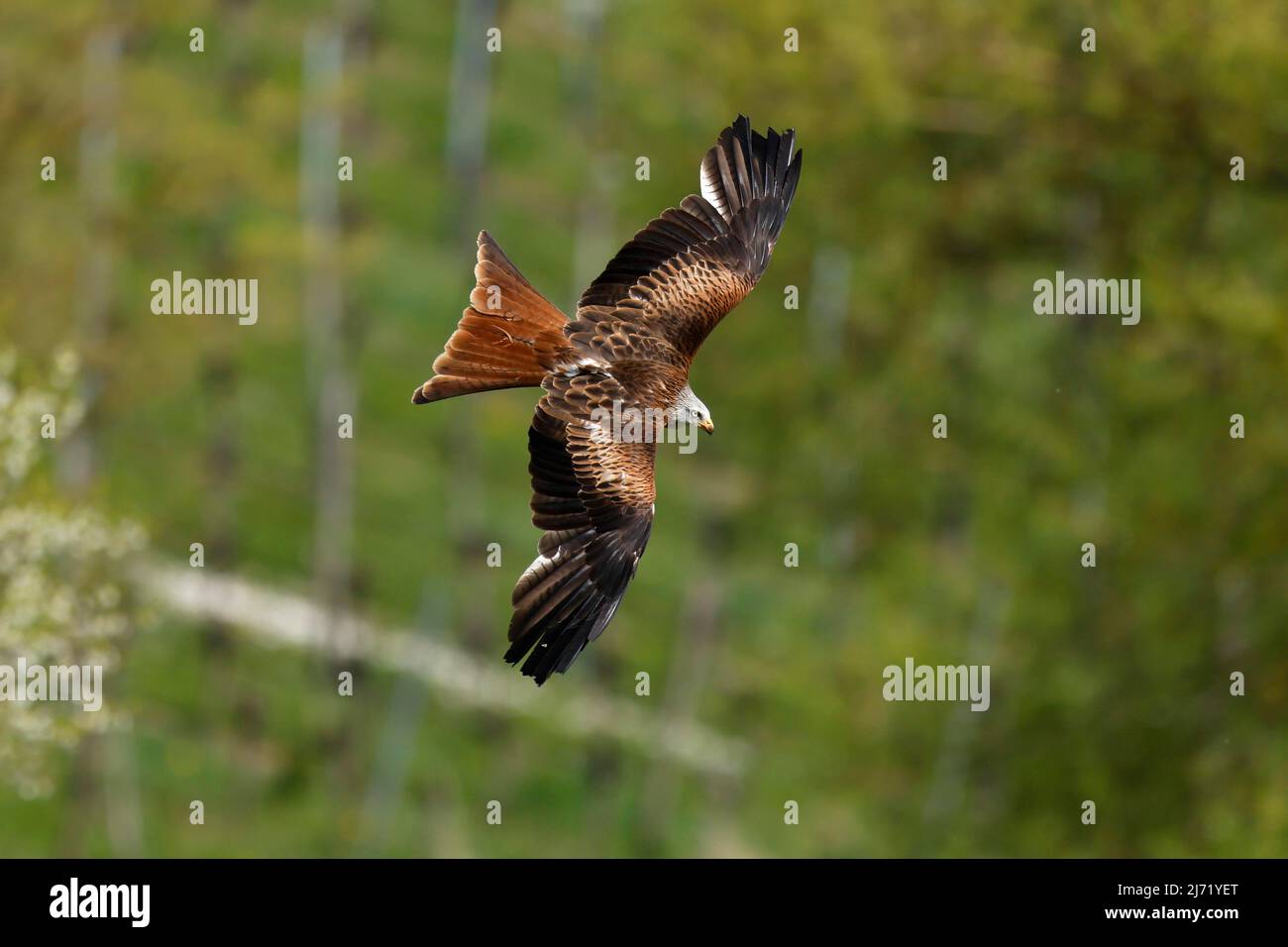 Rotmilan (Milvus milvus) im Flug, wildlife, Deutschland Stock Photo - Alamy