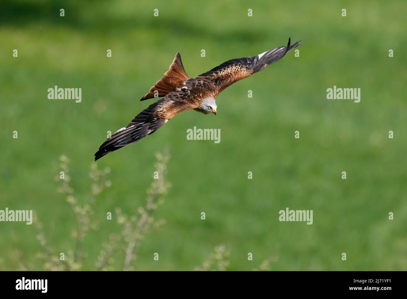 Rotmilan (Milvus milvus) im Flug, wildlife, Deutschland Stock Photo - Alamy