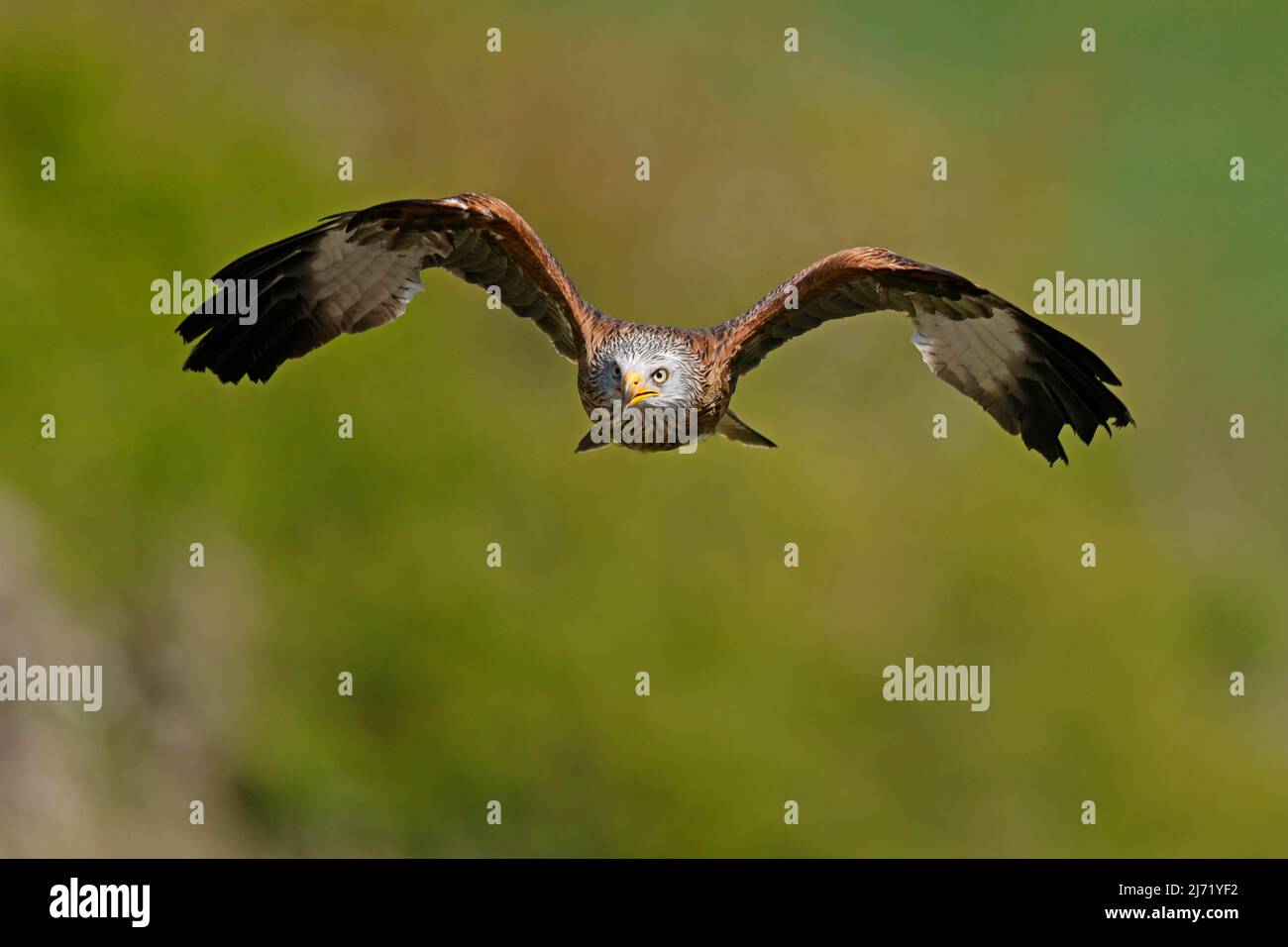 Rotmilan (Milvus milvus) im Flug, wildlife, Deutschland Stock Photo - Alamy