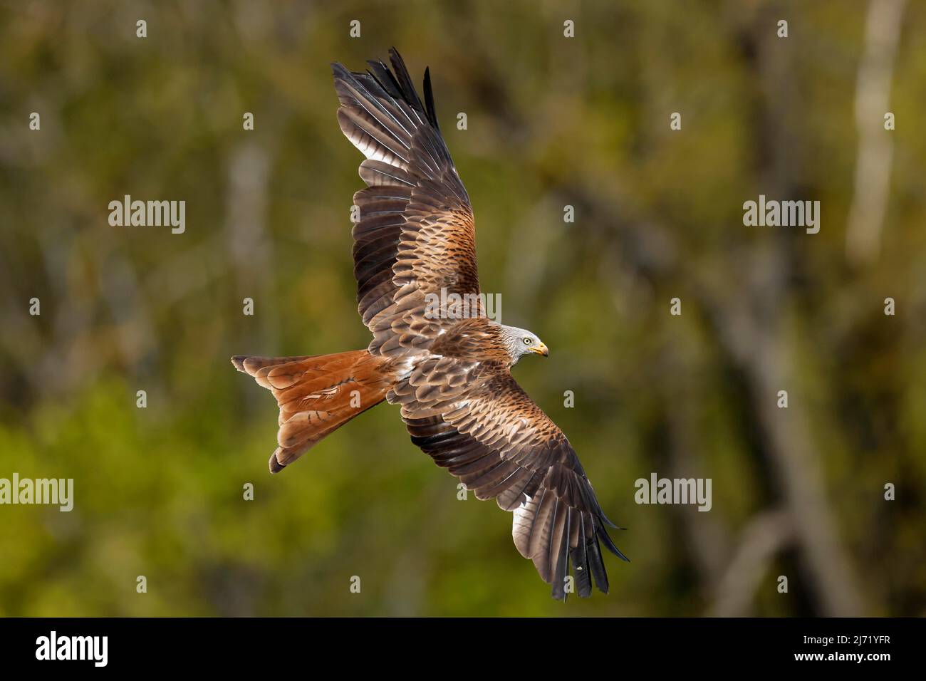 Rotmilan (Milvus milvus) im Flug, wildlife, Deutschland Stock Photo - Alamy