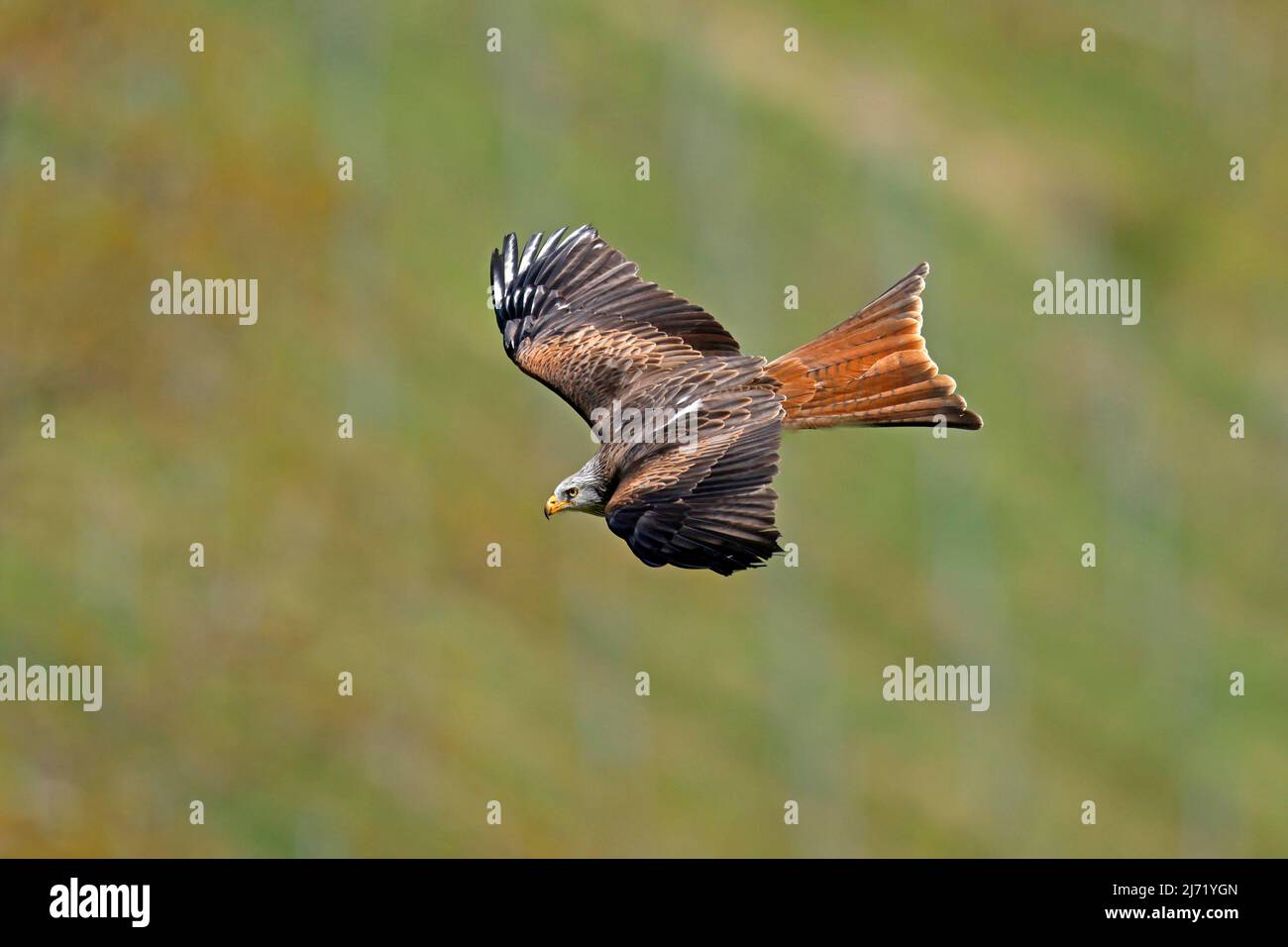 Rotmilan (Milvus milvus) im Flug, wildlife, Deutschland Stock Photo - Alamy