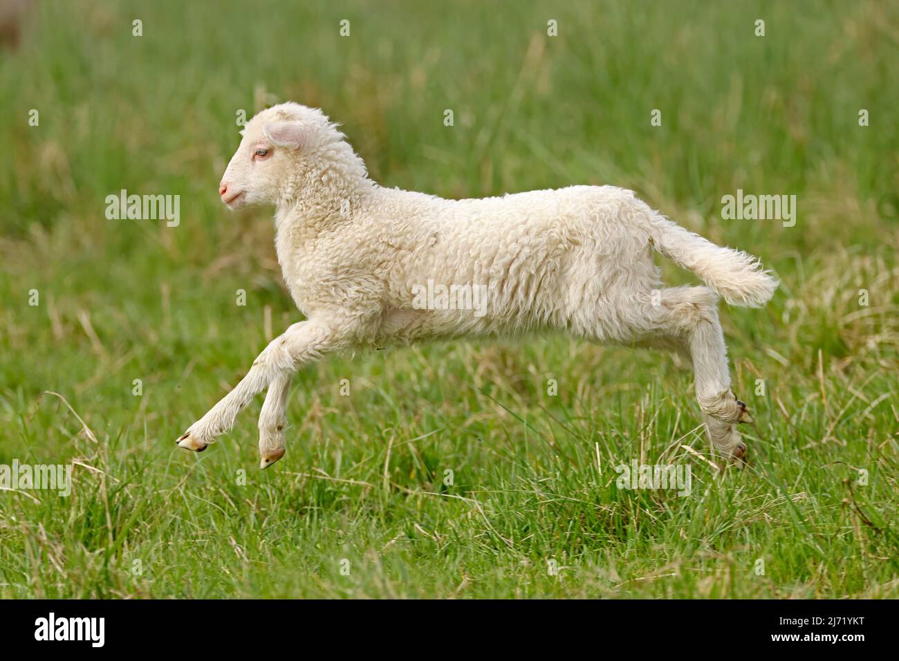 Waldschaf (Landschafrasse) (domestic sheep breed) lamb jumping on a ...