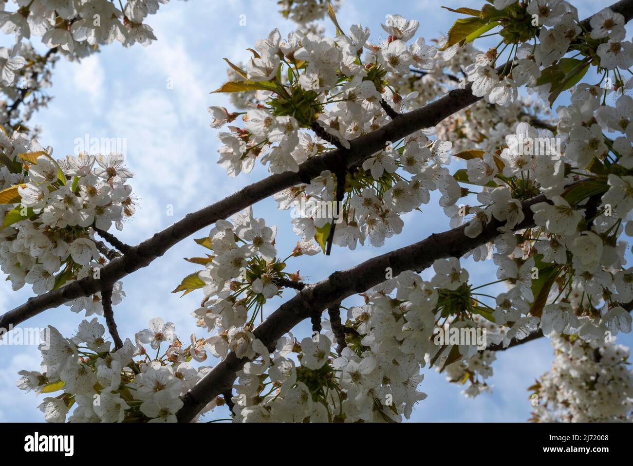 Obstbaum hi-res stock photography and images - Alamy