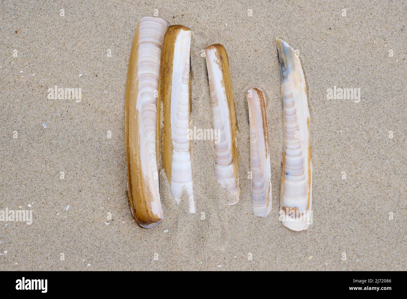 Schwertfoermige Scheidenmuschel (Ensis ensis), Sandstrand, Juist ...