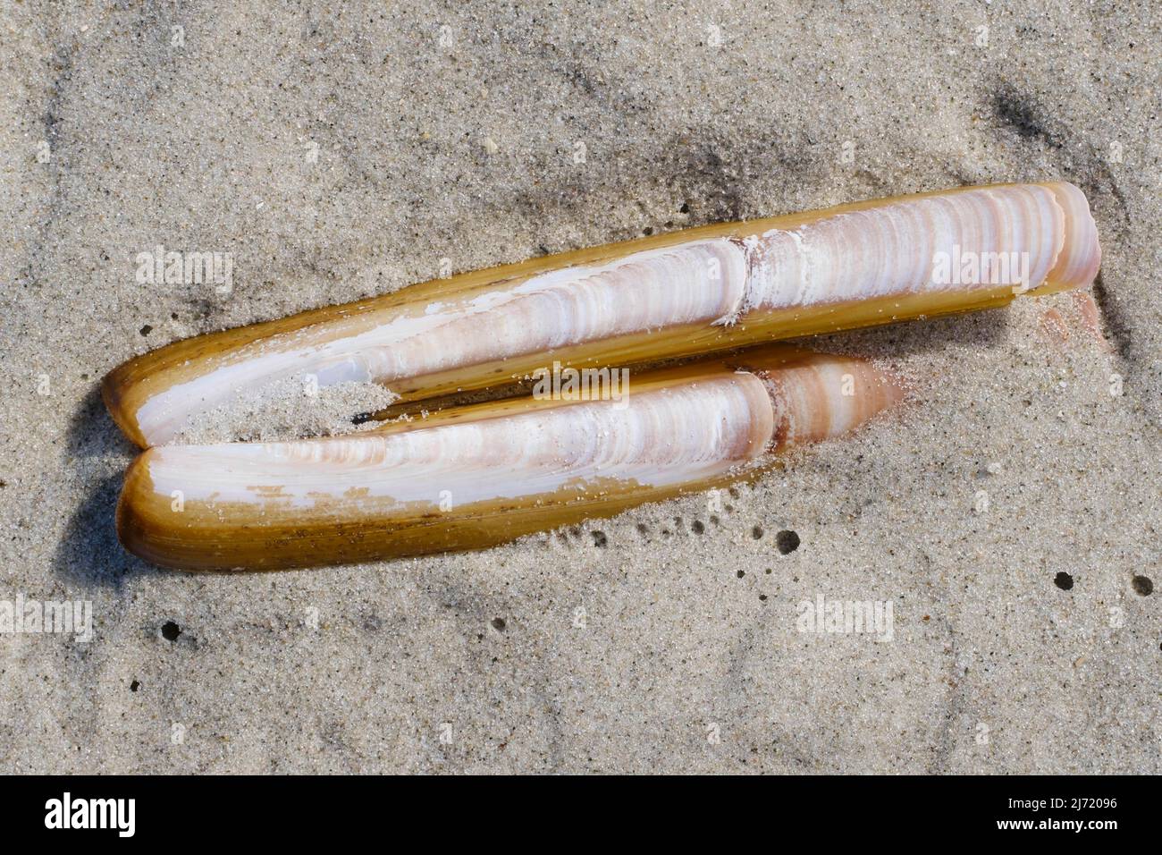 Schwertfoermige Scheidenmuschel (Ensis ensis), Sandstrand, Juist ...