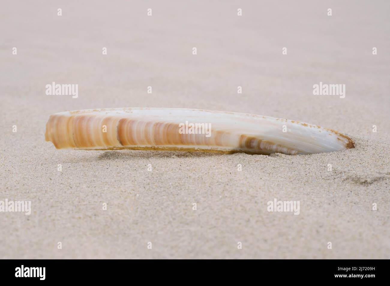 Schwertfoermige Scheidenmuschel (Ensis ensis), Sandstrand, Juist ...
