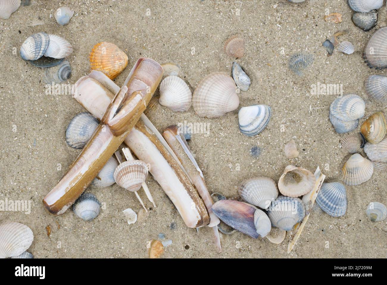 Schwertfoermige Scheidenmuschel (Ensis ensis) und Herzmuscheln ...