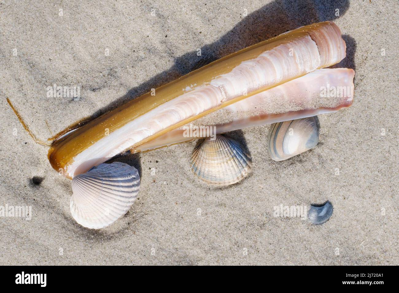 Schwertfoermige Scheidenmuschel (Ensis ensis) und Herzmuscheln ...