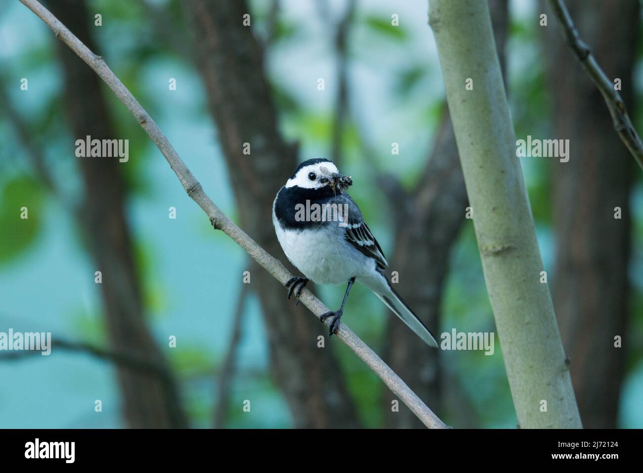 White wagtail gathering food, standing on the branch with insects in ...