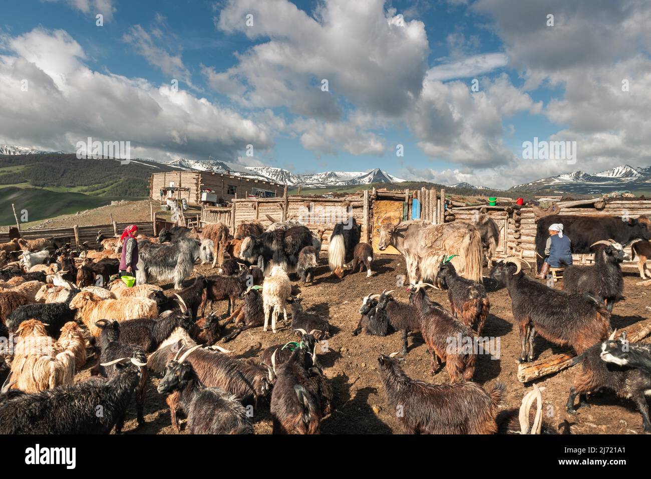 Real Nomadic Life in Western Mongila6 Summer Time Stock Photo - Alamy