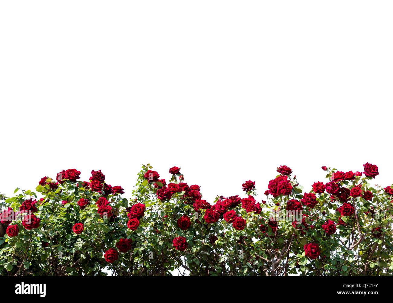Red rose bush frame isolated on white, copy space, ideal for greeting ...