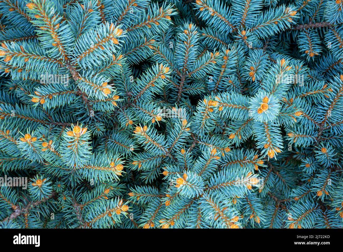 background with young Christmas tree twigs Stock Photo - Alamy