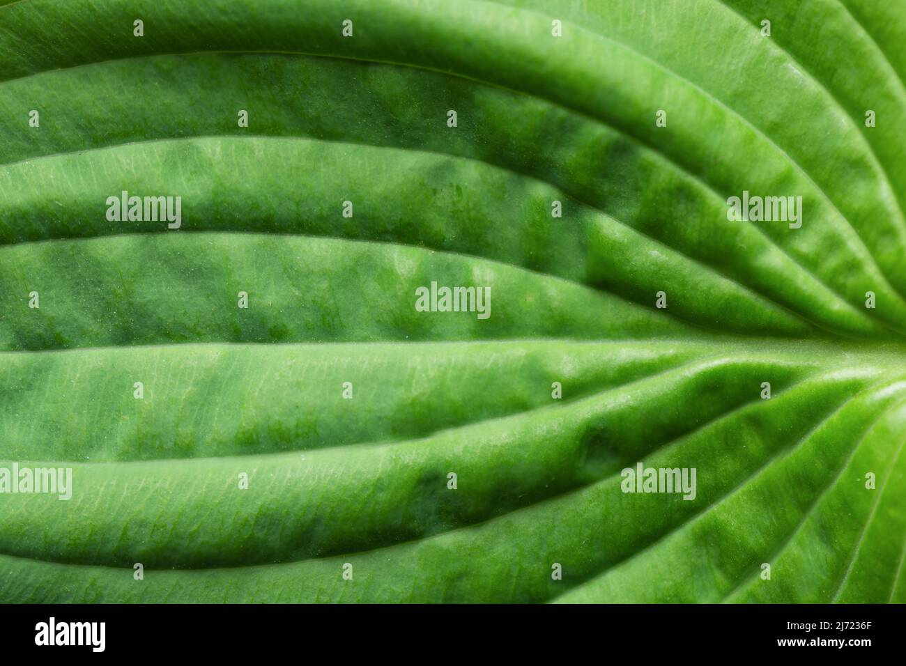 Leaf texture tree hi-res stock photography and images - Alamy