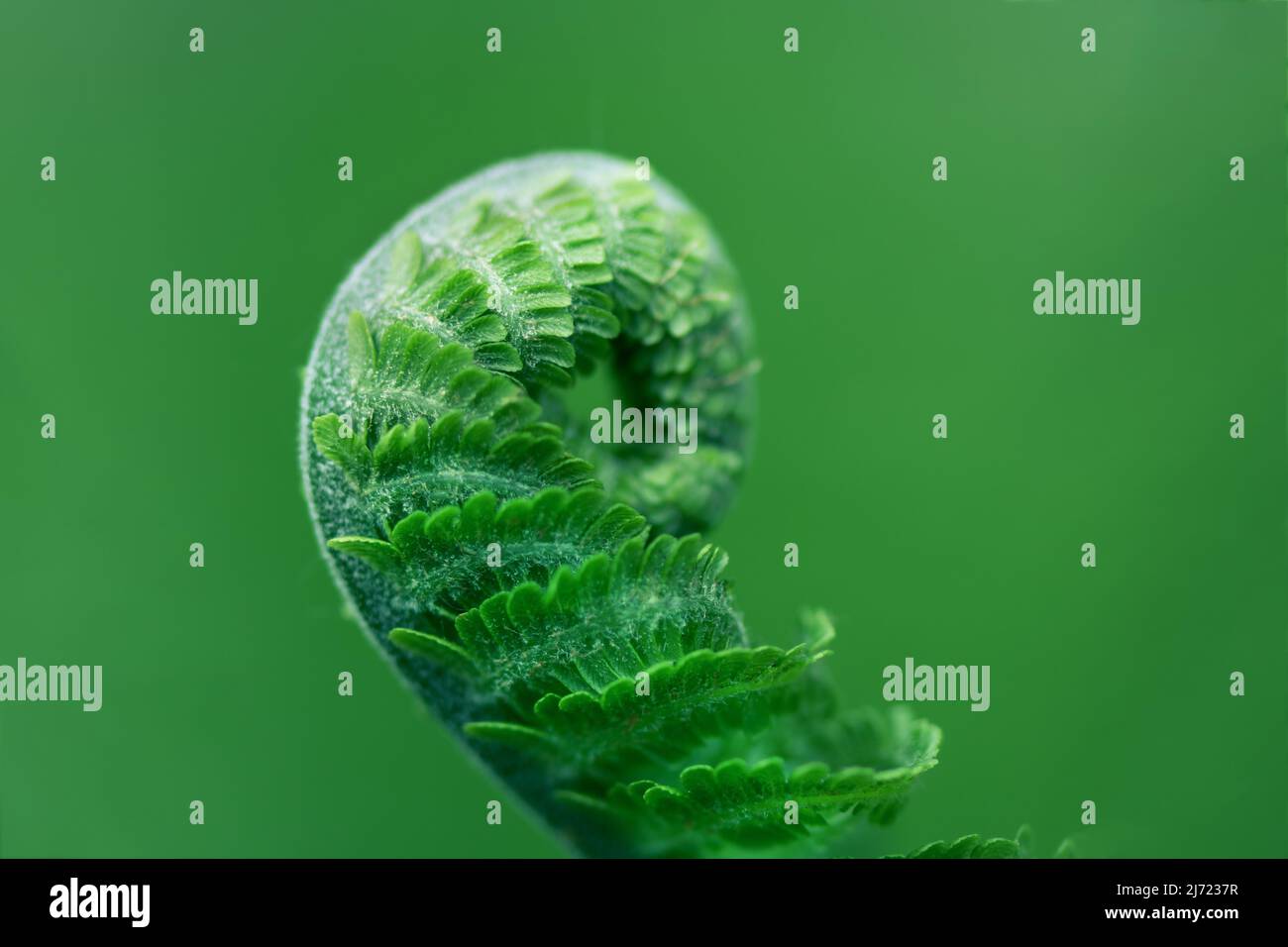 Curled fern leaf hi-res stock photography and images - Alamy