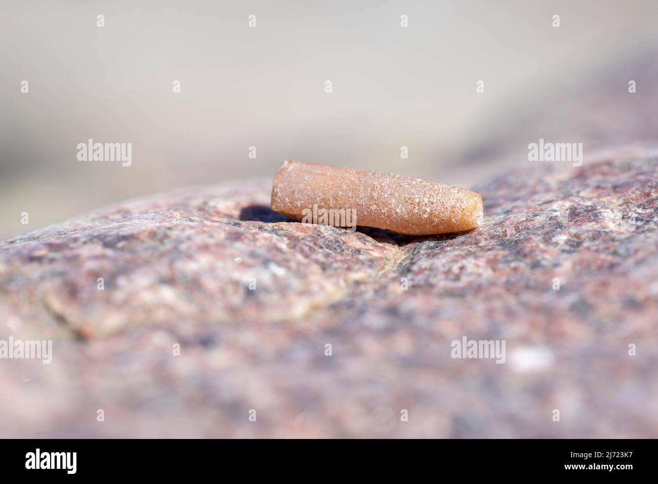 Donnerkeil, Fossilien, Strandfund an der Ostsee, Hiddensee, Mecklenburg ...