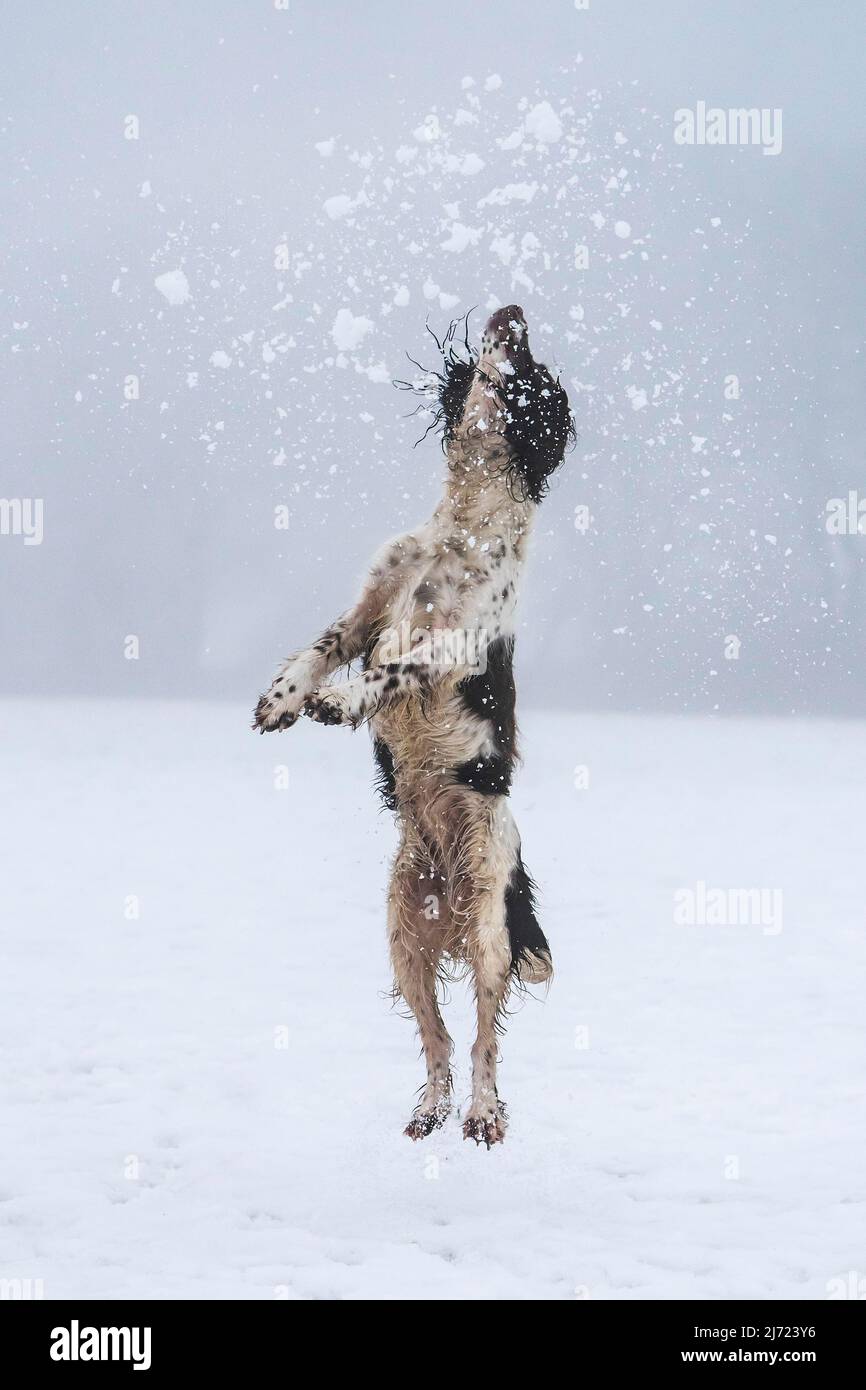 Jagdhund, Springerspaniel, im Schnee beim Vorstehen, Vulkaneifel ...