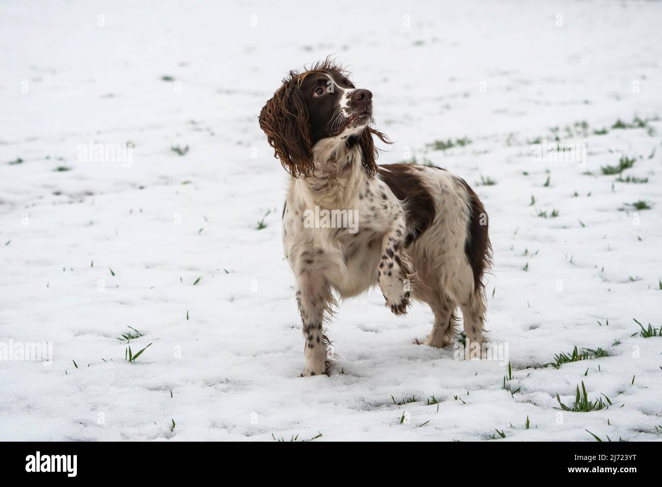 Jagdhund, Springerspaniel, im Schnee beim Vorstehen, Vulkaneifel ...