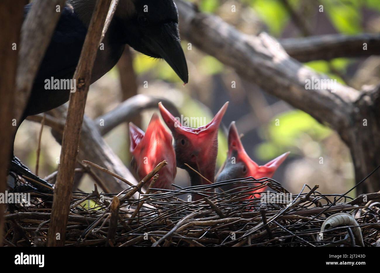Baby crows hi-res stock photography and images - Alamy