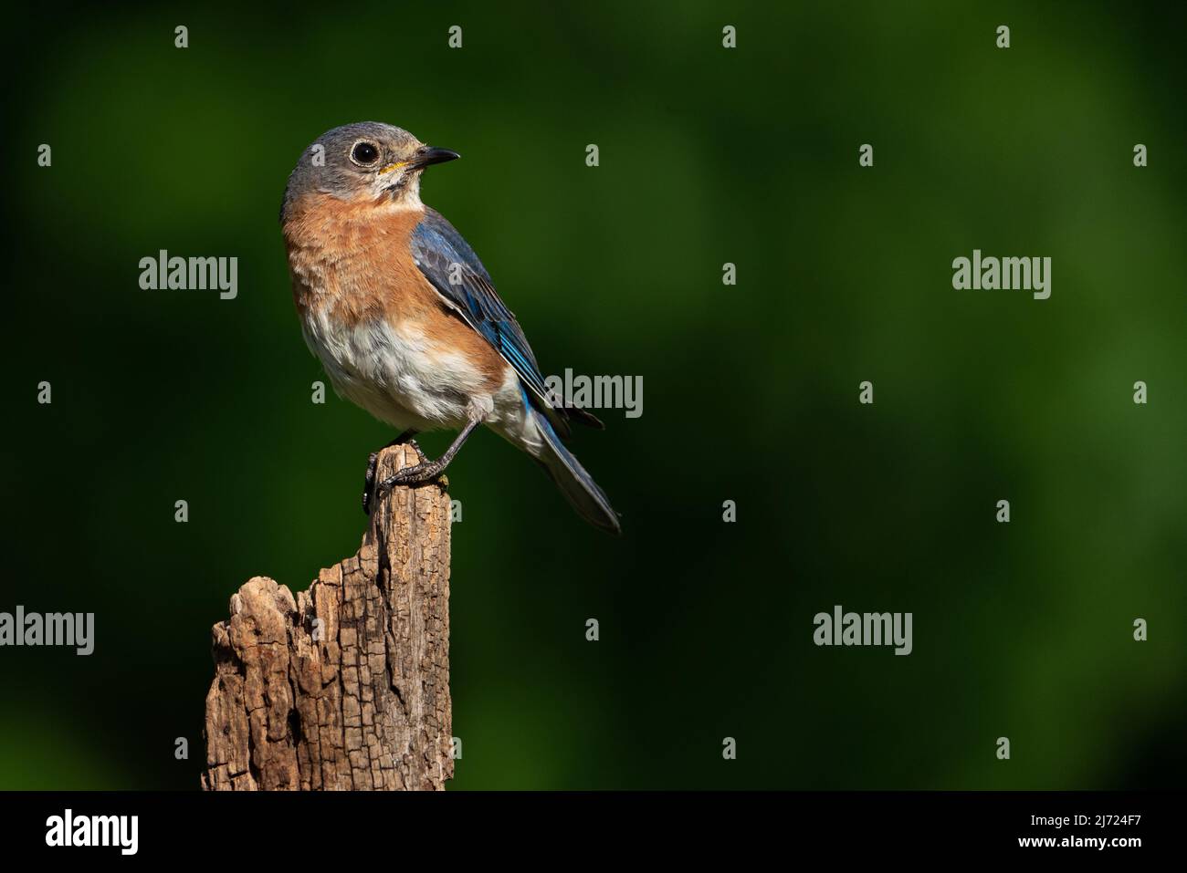Songbirds of north america hi-res stock photography and images - Alamy