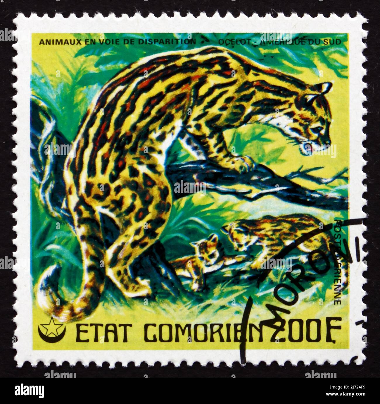 COMOROS - CIRCA 1977: a stamp printed in the Comoros shows Ocelot ...