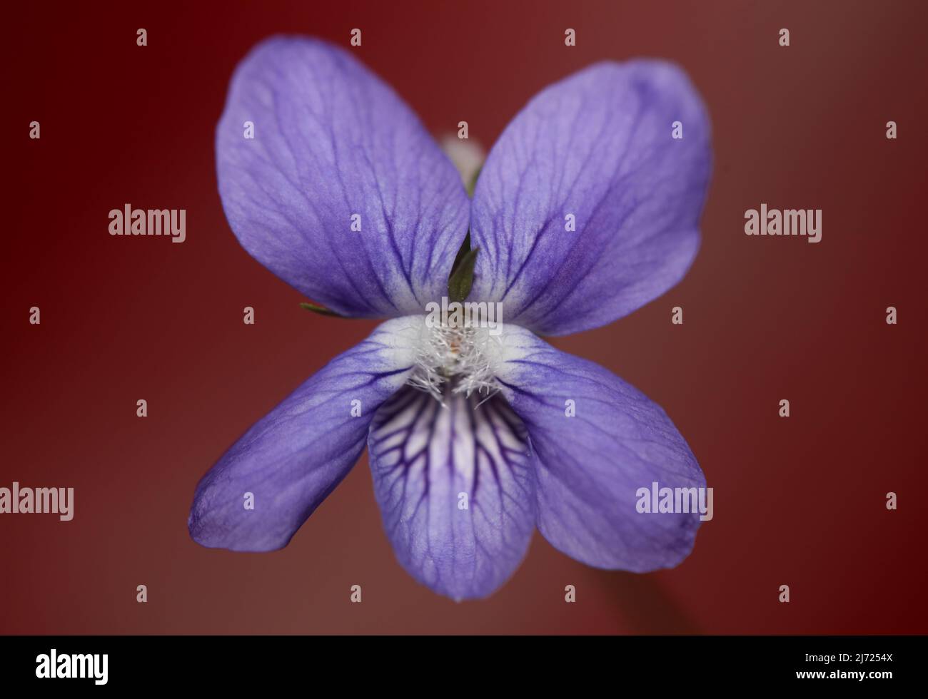 Purple flowering blossom close up viola riviviana family violaceae ...