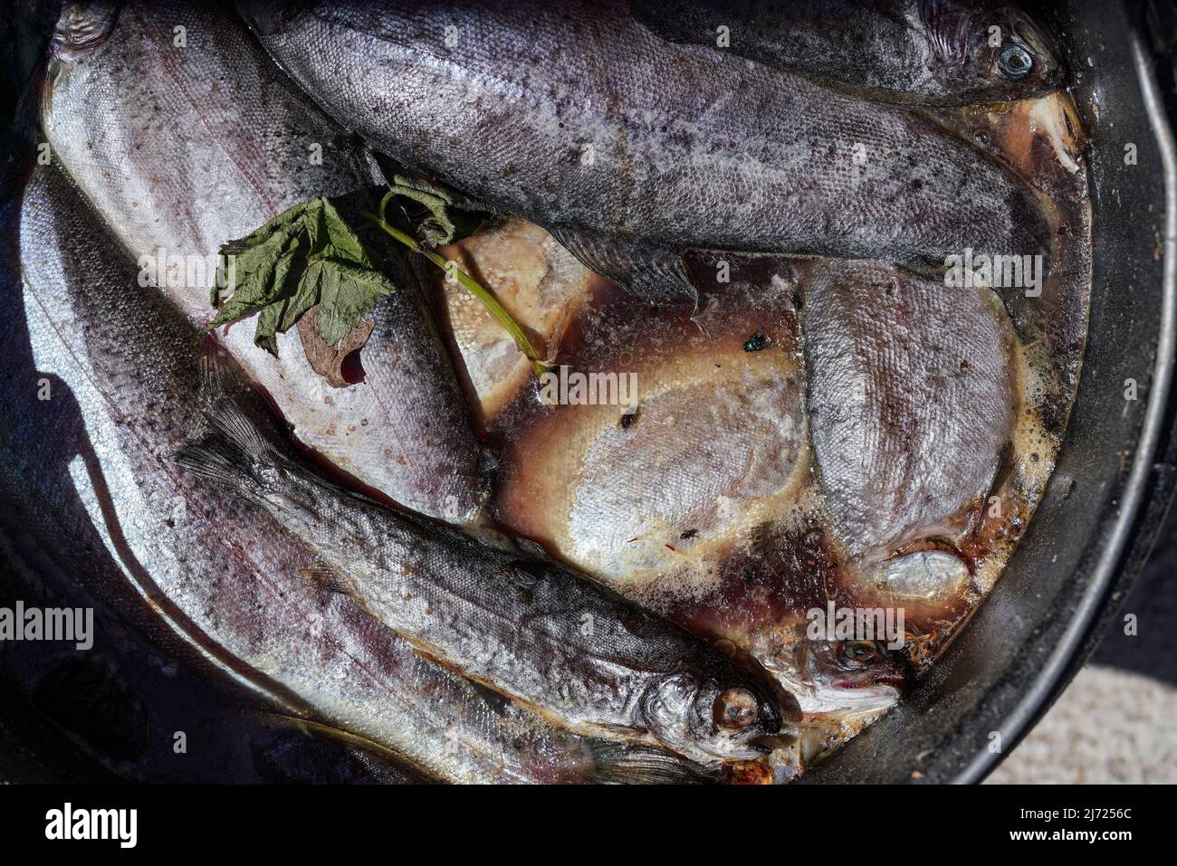 Bucket with long dead fish at trout farm - closeup detail Stock Photo ...