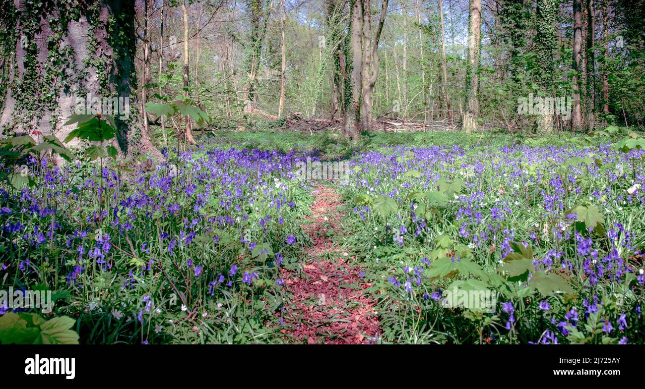 Bluebell forest in Clanfield in Hampshire, England Stock Photo - Alamy